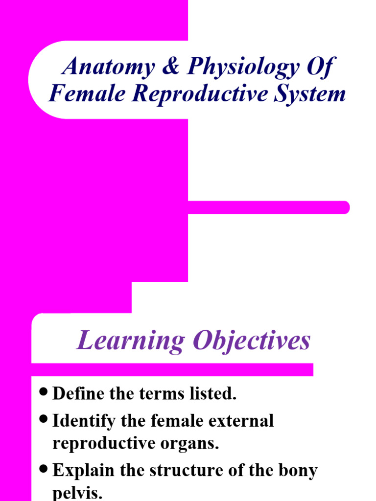 Anatomy of Female Reproductive System | PDF | Uterus | Labia