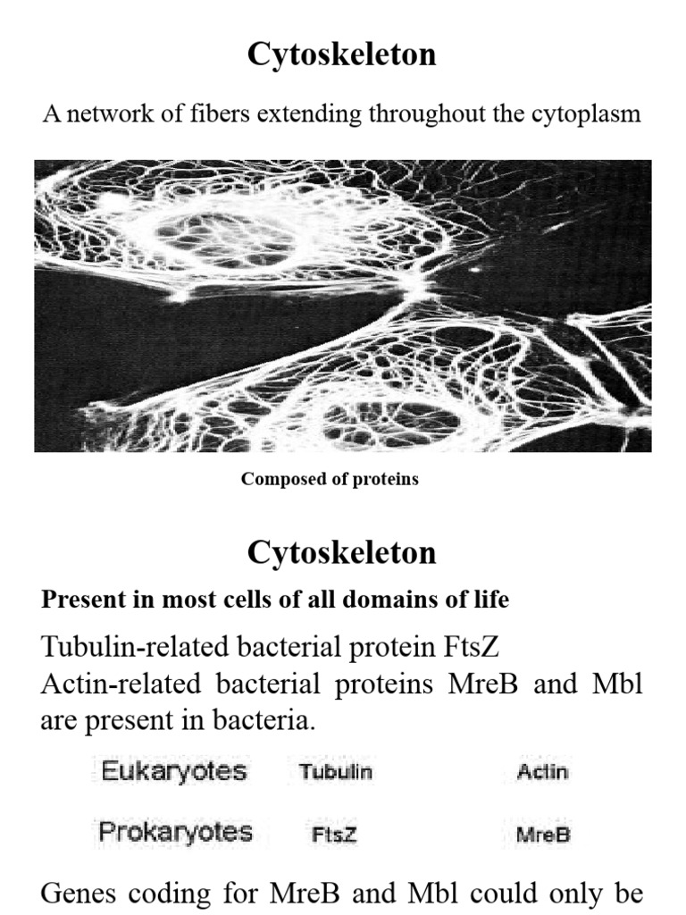 Cytoskeleton For Class 1 | PDF | Microtubule | Cytoskeleton