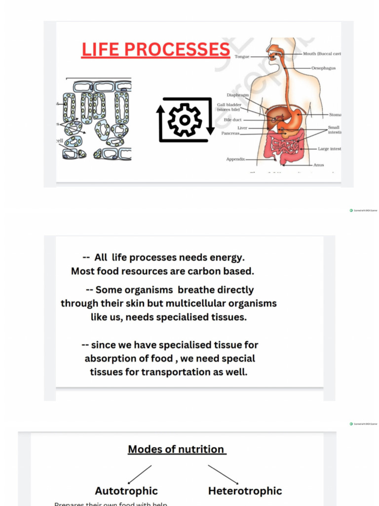 Life Process Notes! Complete | PDF