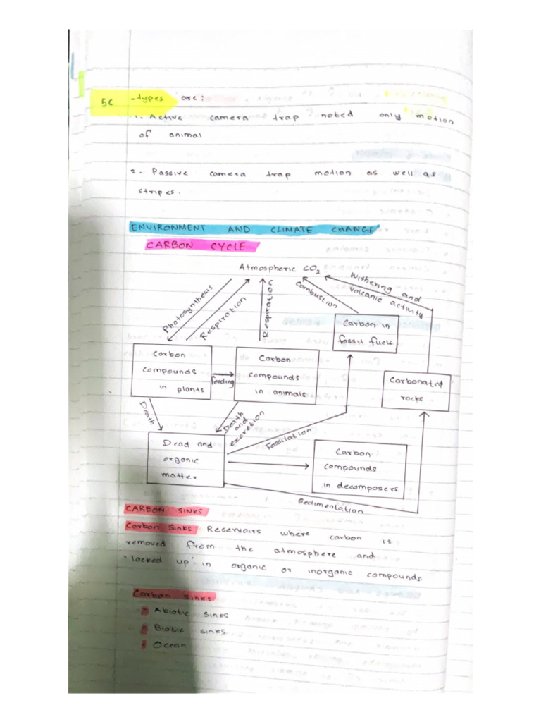 Ecology Topic 5 Notes | PDF