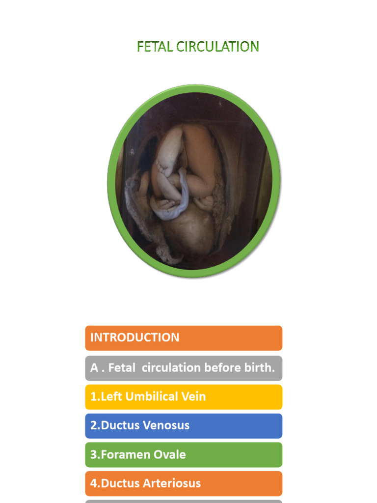 Fetal Circulation | PDF | Fetus | Atrium (Heart)