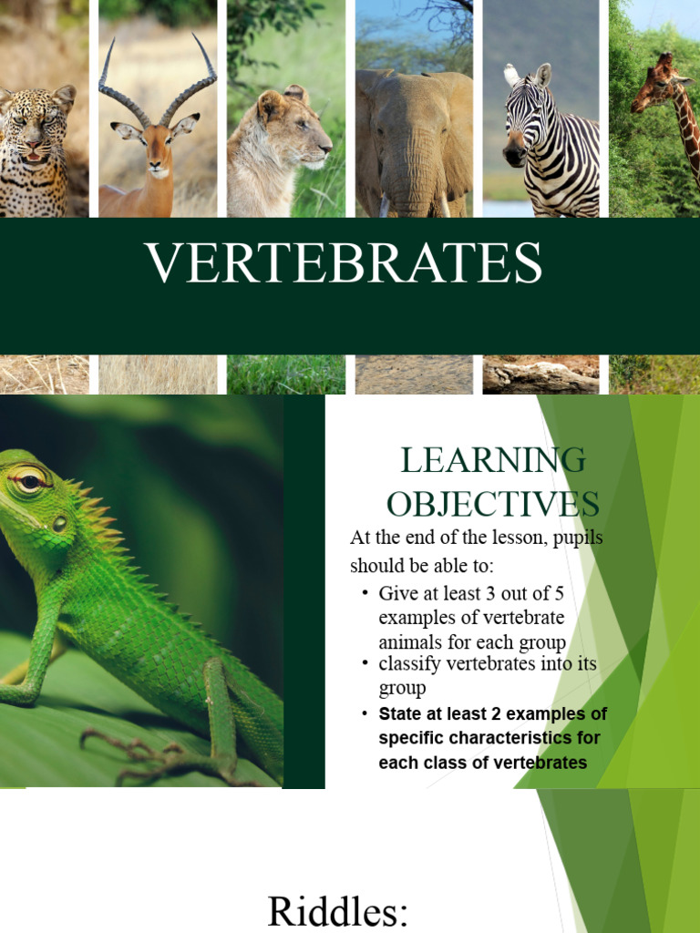 Vertebrate Classification and Examples | PDF | Egg | Vertebrates