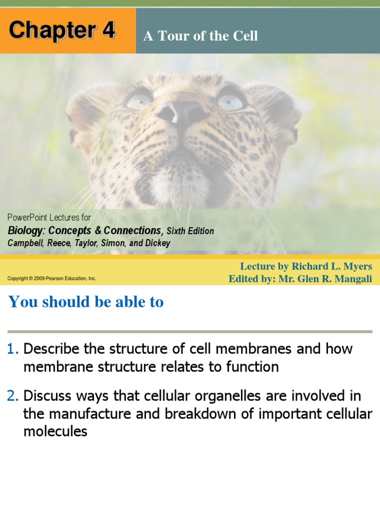 A Tour of The Cell: Biology: Concepts & Connections | PDF | Endoplasmic ...