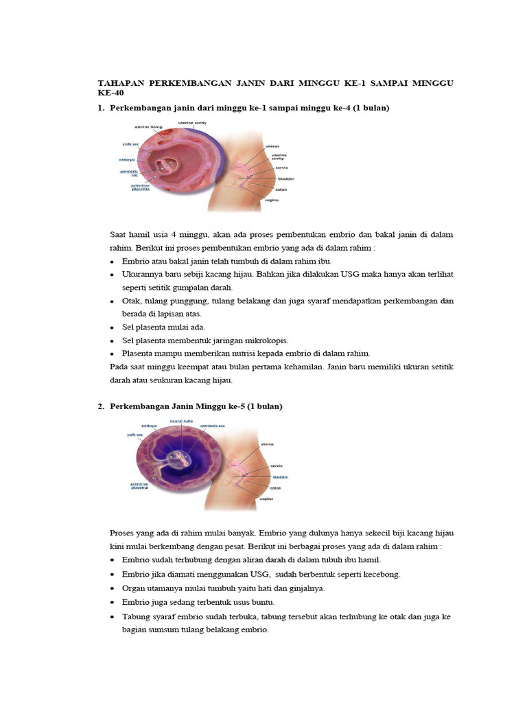 TAHAPAN PERKEMBANGAN Embrio Menjadi Janin | PDF | Kesehatan Holistik