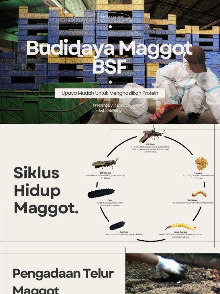 Budidaya dan Siklus Hidup Maggot BSF | PDF