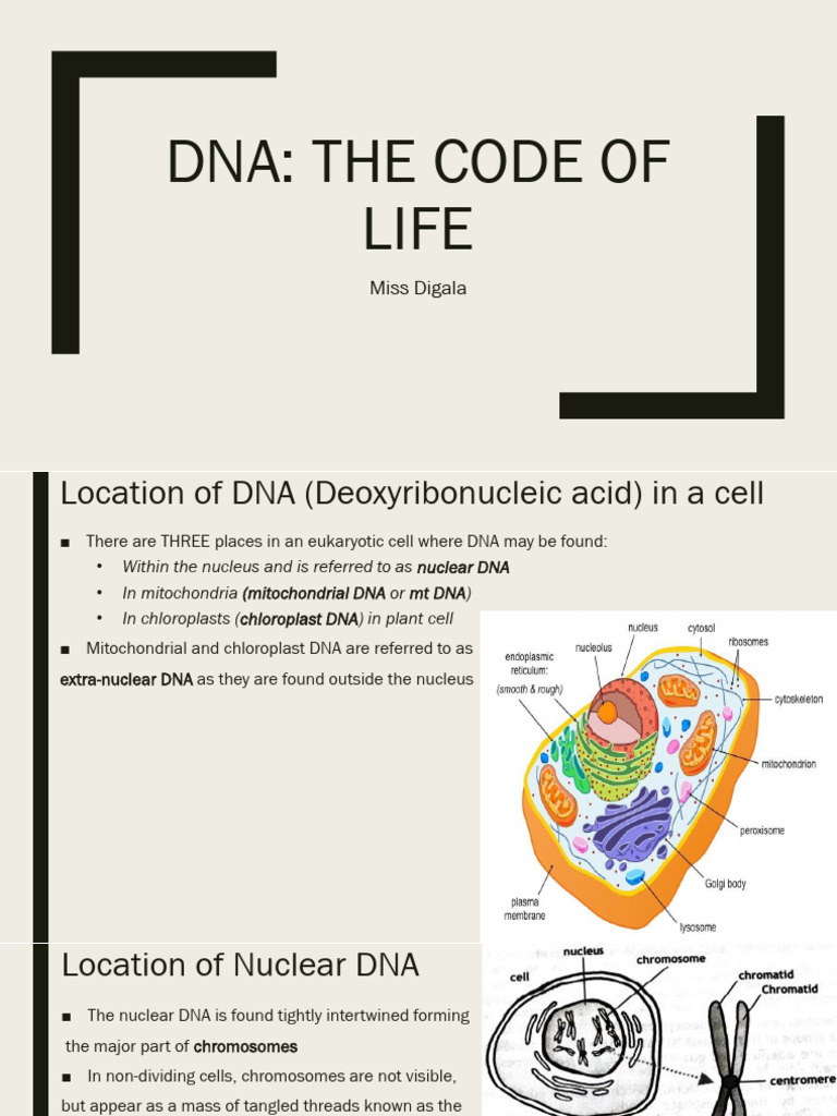 DNA The Code of Life | PDF | Dna | Rna
