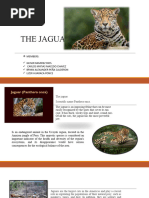Jaguar Factfile | PDF | Jaguar | Zoology