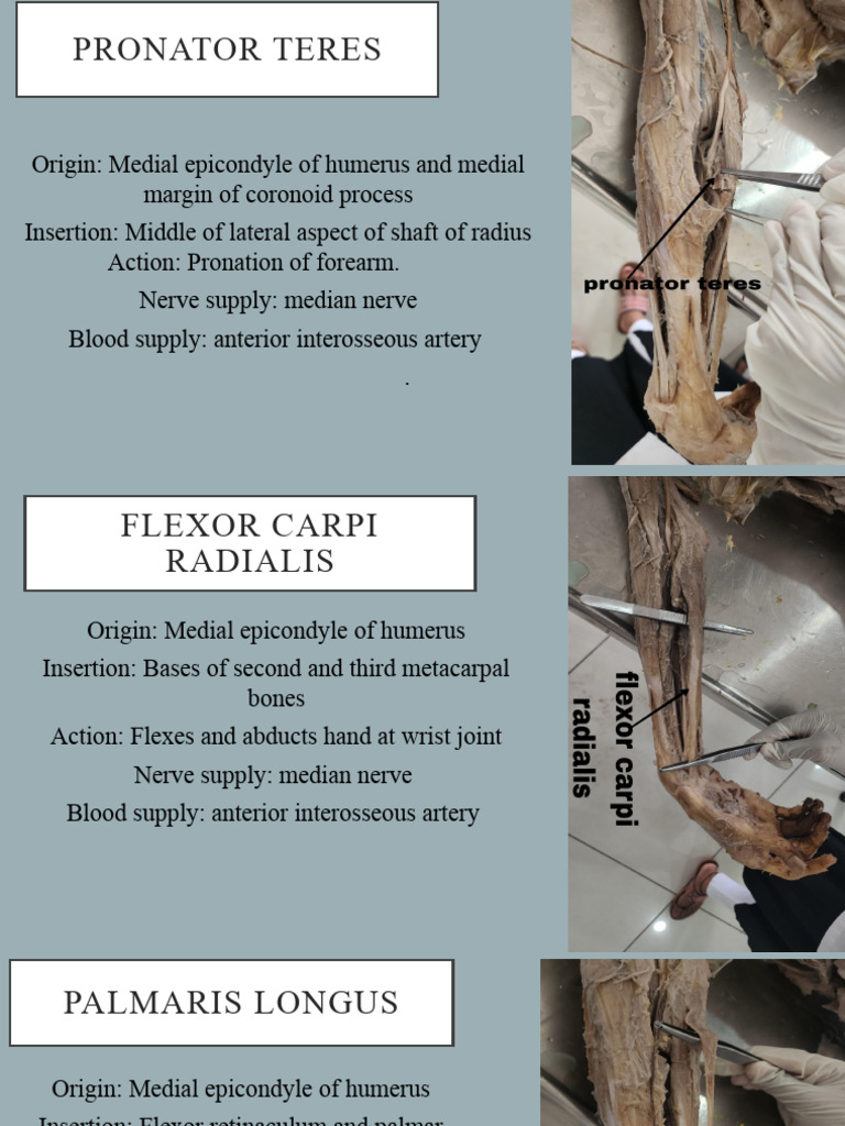 Forearm Real | PDF | Science & Mathematics