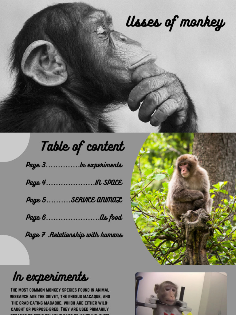 Monkey | PDF | Monkey | Zoology