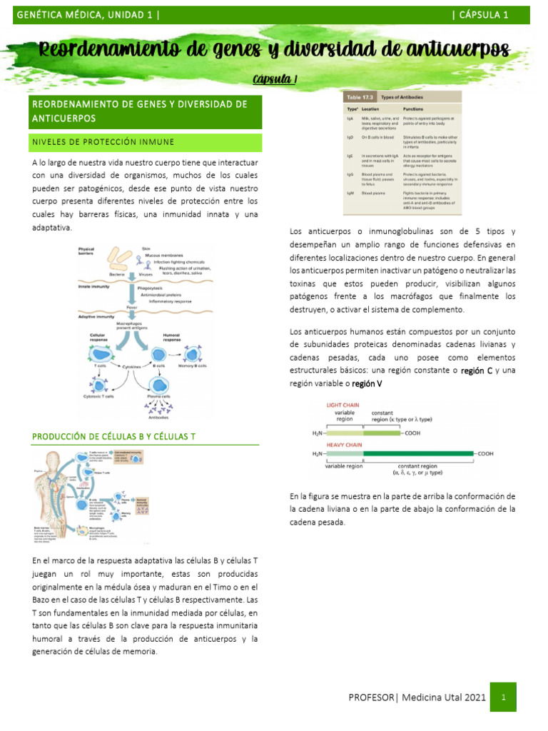 Cápsula 1 | PDF | Anticuerpo | Sistema inmune