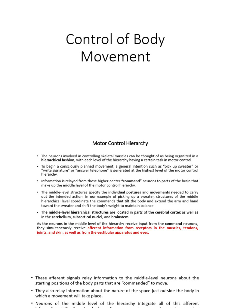 Control of Body Movement | PDF | Motor Neuron | Motor Control