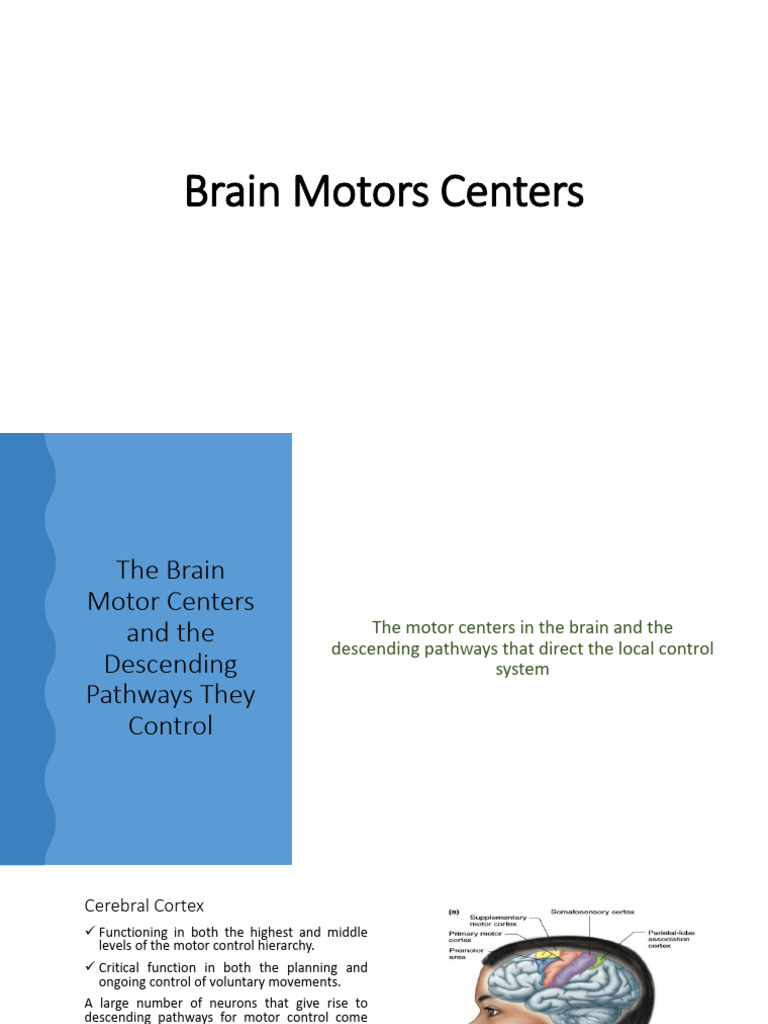 Brain Motors Centers | PDF | Cerebellum | Motor Neuron