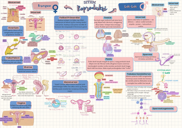 Reproductive Mind Map | PDF