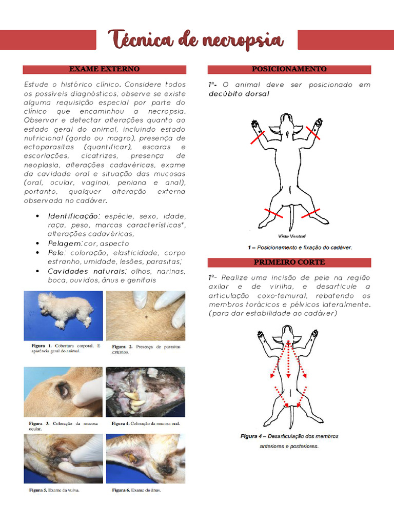 Técnica de necropsia | PDF