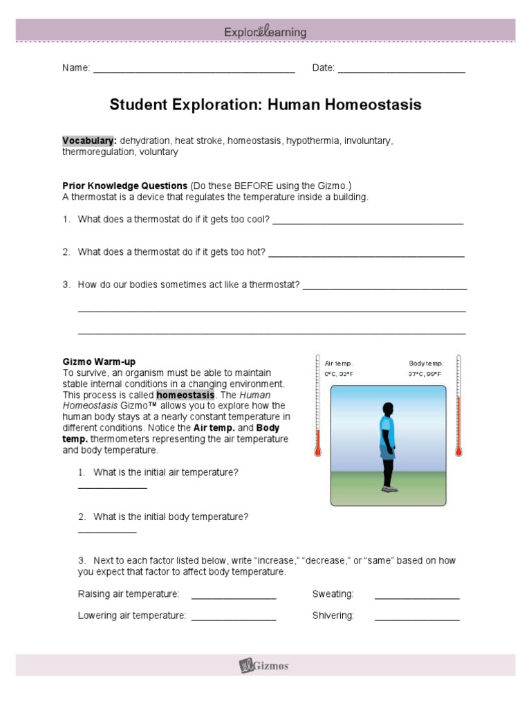 Human Thermoregulation Homeostasis Gizmo | PDF | Thermoregulation ...