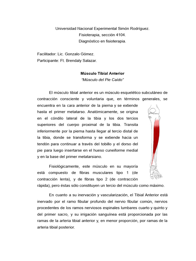 Tibial Anterior | PDF | Pie | Sistema musculoesquelético