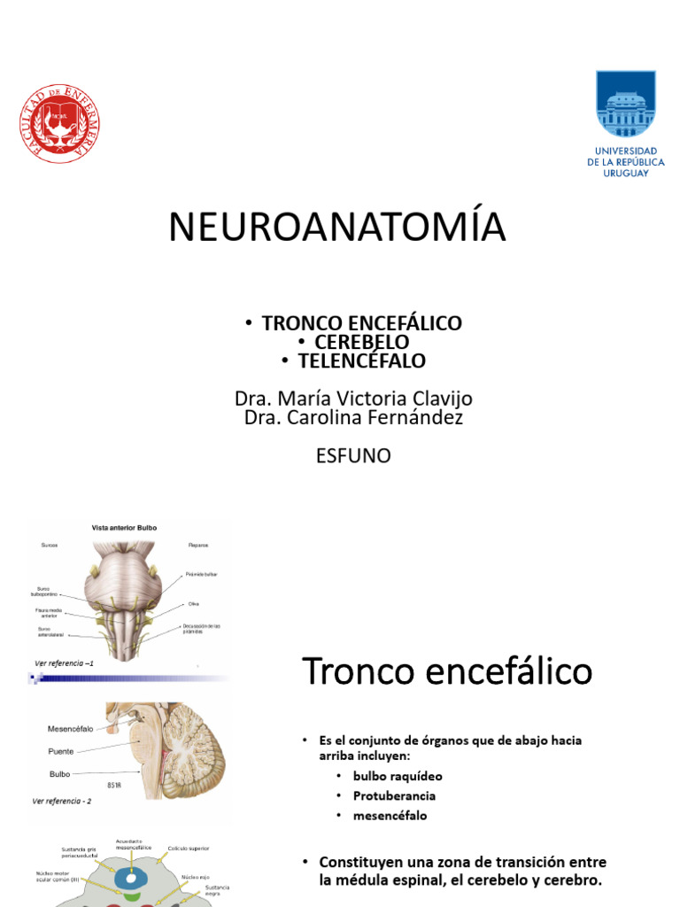 Tronco Encefálico, Cerebelo, Hemisf. Cerebrales, NGB, Diencéfalo | PDF | Cerebelo | Lóbulo temporal