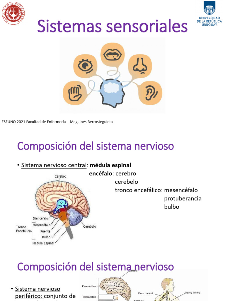 Sistemas Sensoriales | PDF | Dolor | Sentidos