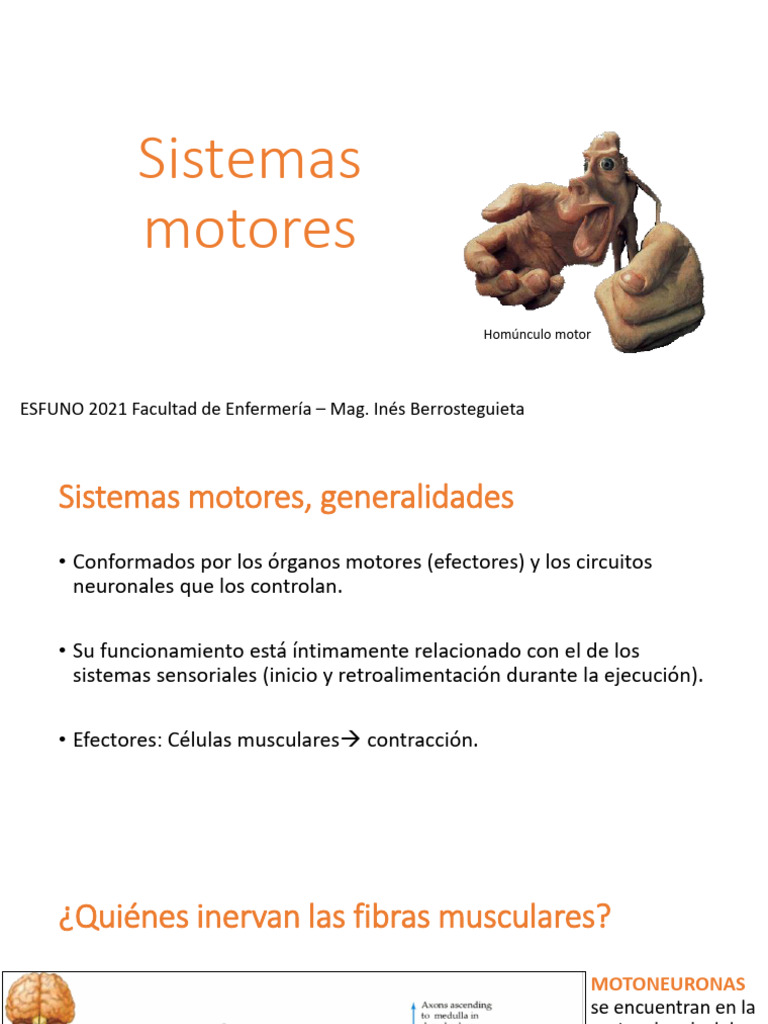 Sistemas Motores | PDF | Músculo | Contracción muscular