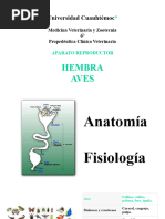 Aparato Reproductor Del Pato | PDF | Sistema reproductivo animal ...