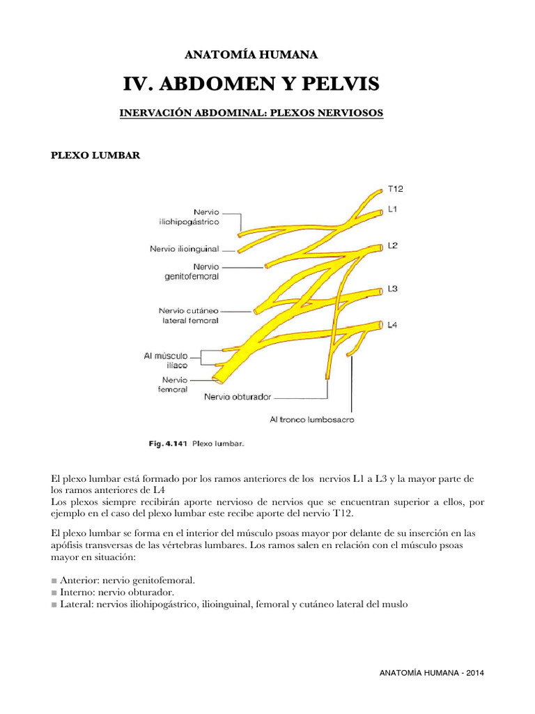 Plexos Nerviosos | PDF | Abdomen | Neuroanatomía