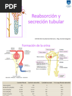 Anatomía y Función Del Túbulo Contorneado Distal (Autoguardado) | PDF ...