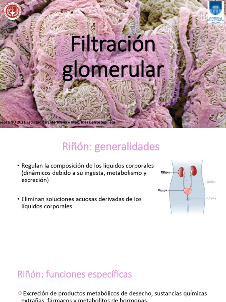 Filtración Glomerular y Funciones Renales | PDF | Riñón | Biología