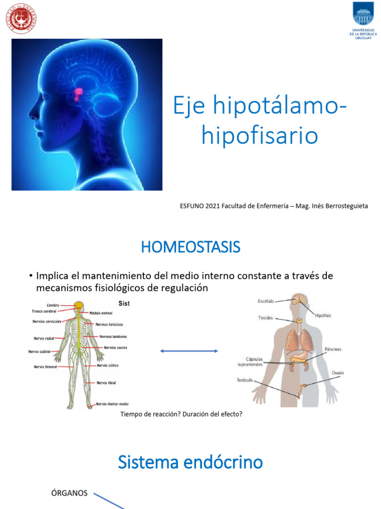Eje Hipotálamo-Hipofisario y Hormonas | PDF | Hormona de crecimiento ...