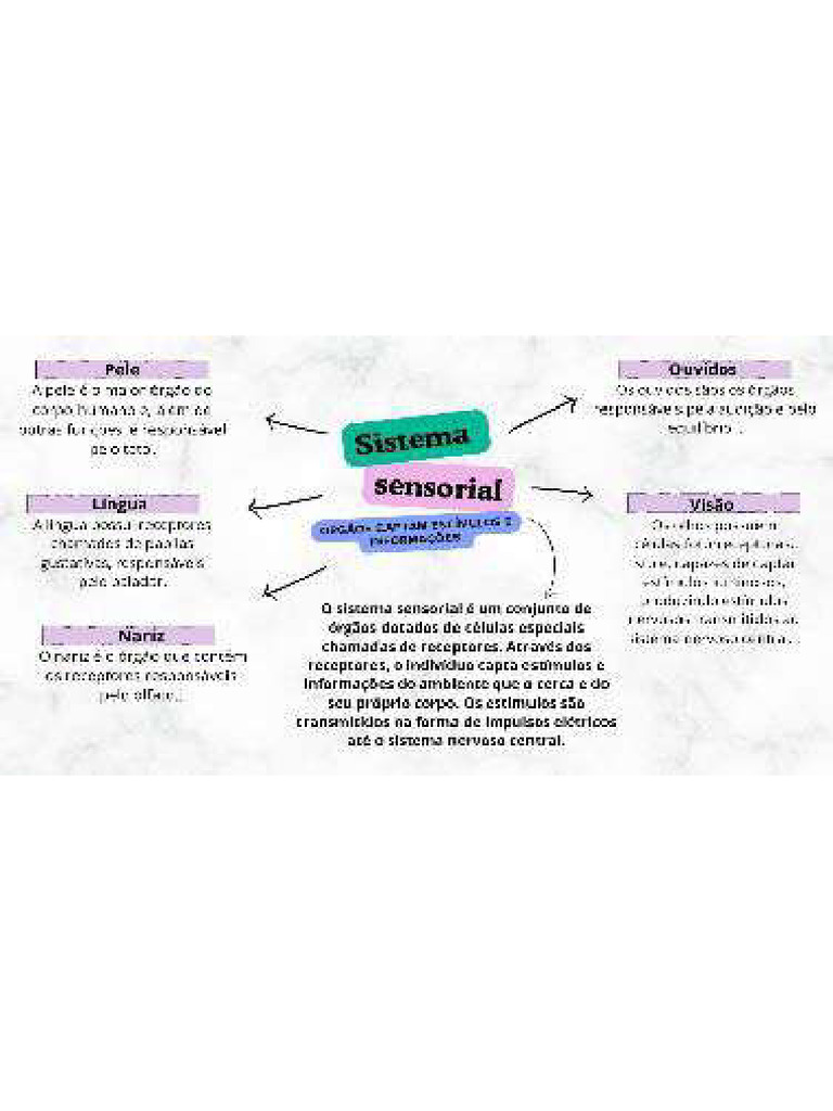 Mapa Mental Sistema Sensorial | PDF