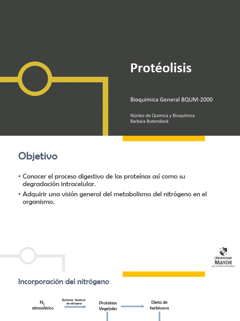 21_Clase Metabolismo de Aminoácidos Proteolisis | Descargar gratis PDF ...
