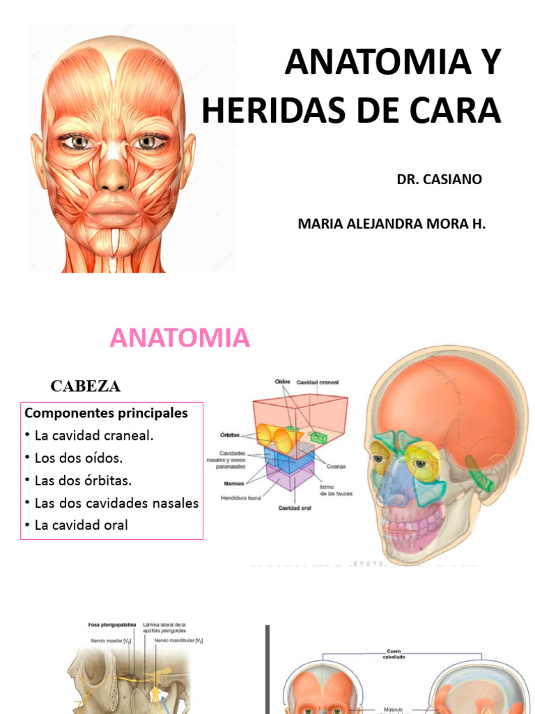 Expo Anatomia Cara | PDF | Herida | Cara
