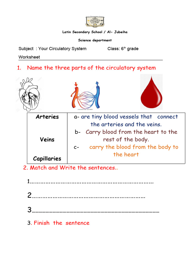 Worksheet Your Circulatory System | PDF
