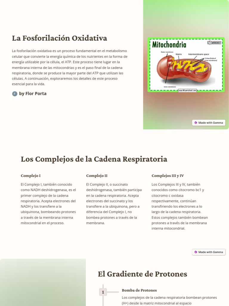 La Fosforilacion Oxidativa | PDF | Trifosfato de adenosina | Cadena de transporte de electrones