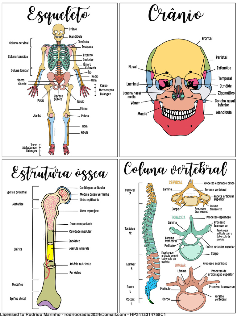 Novo FlashCards Anatomia Desenhada Felipe e Bruna 4 PDF | PDF