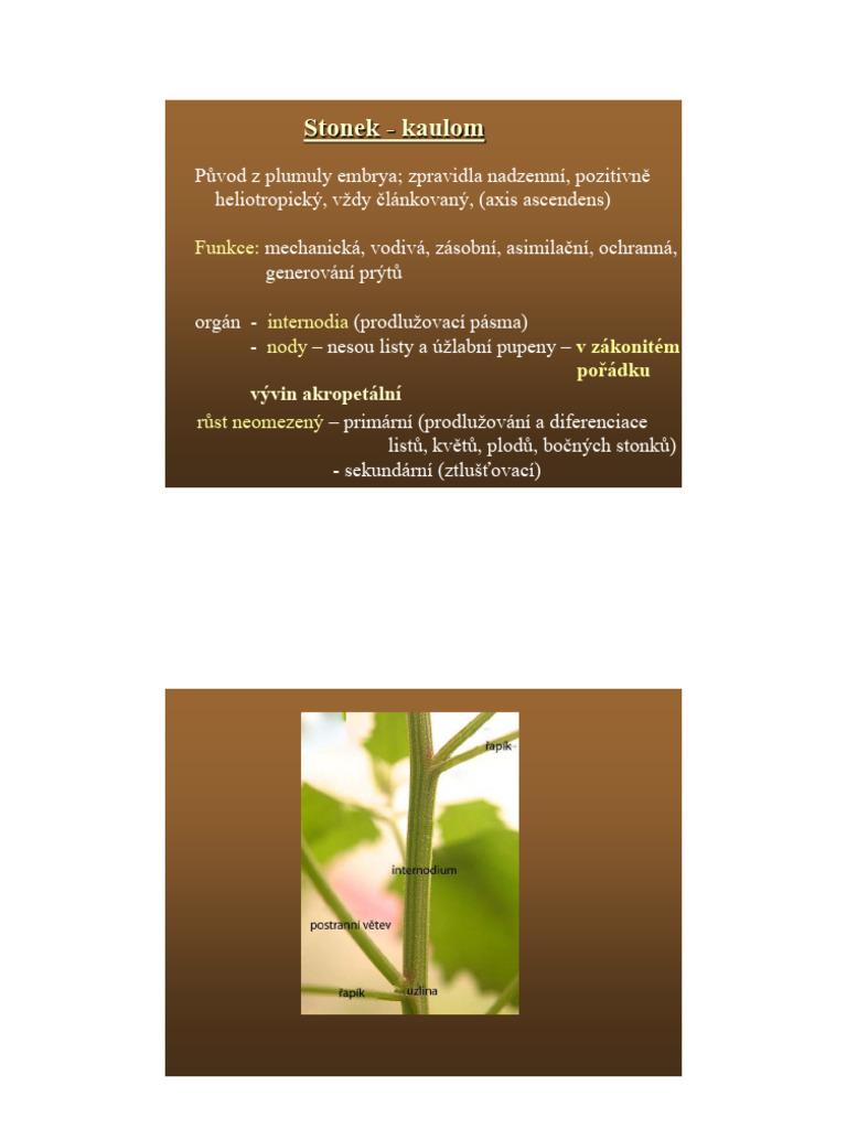 04 - Stonek | PDF