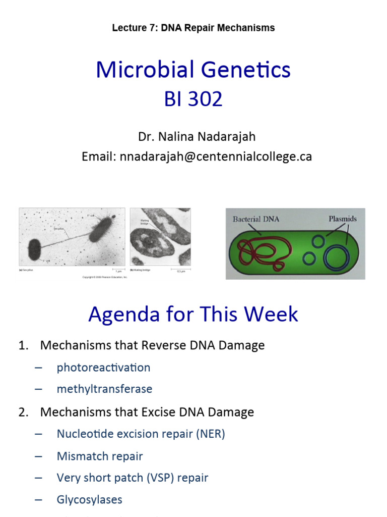 Lecture7 DNA Repair1 | PDF | Dna Repair | Dna