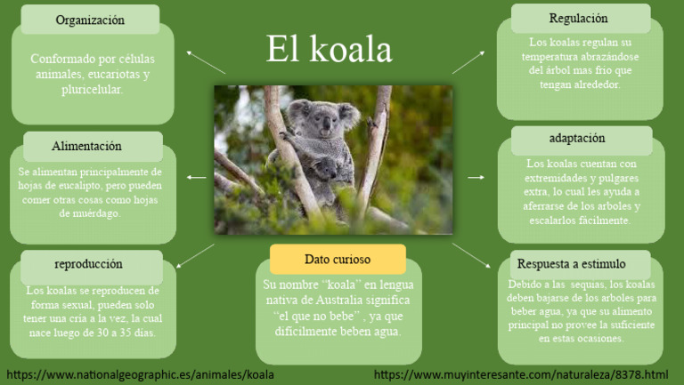 Mapa Mental Koala, Grisel Medina | PDF | Coala | Zoología