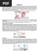 Desarrollo Embrionario III Neurulación | PDF | Anatomía | Biología del ...