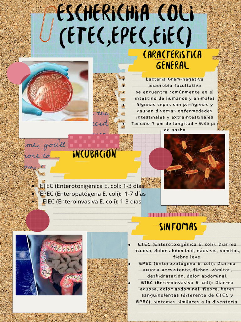 E. Coli EPEC, ETEC, EIEC | PDF | Escherichia coli | Inmunología