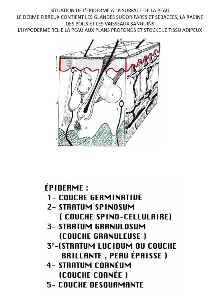 Couche spinocellulaire de l'épiderme | PDF