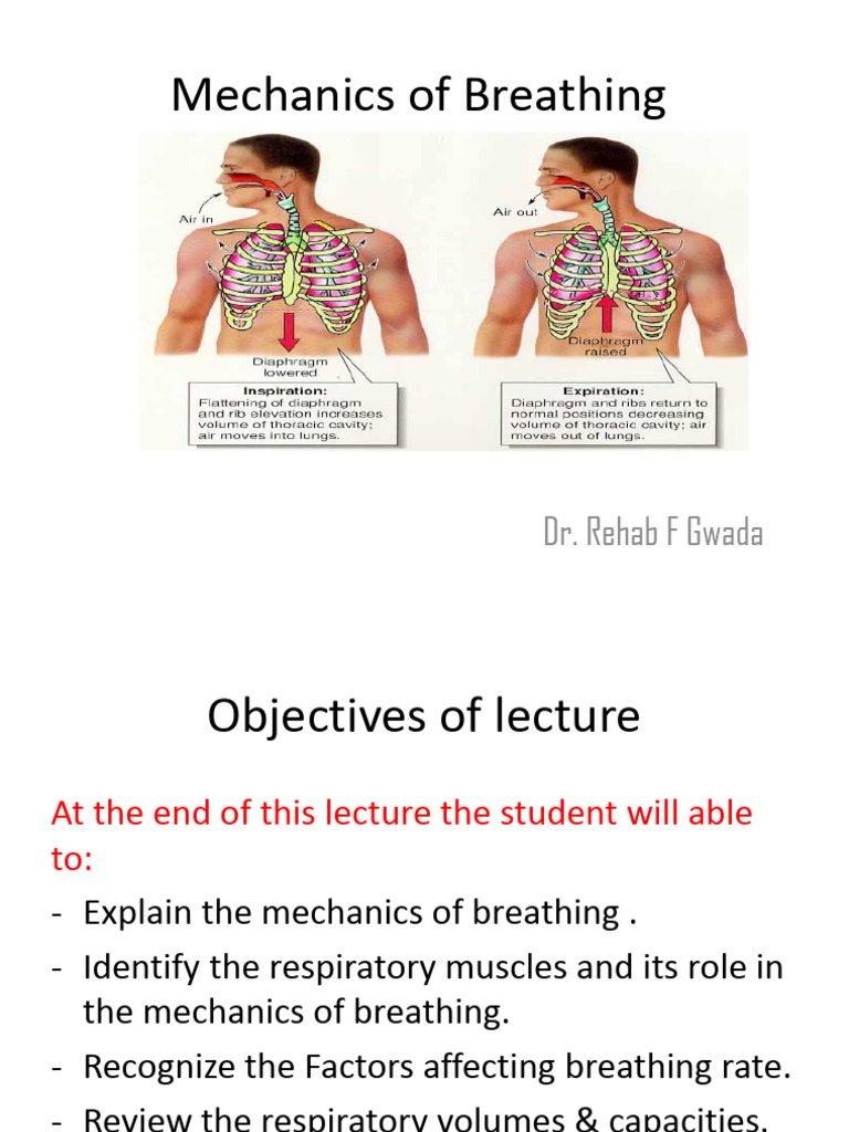 Respiratory Mechanics for Students | PDF | Exhalation | Breathing