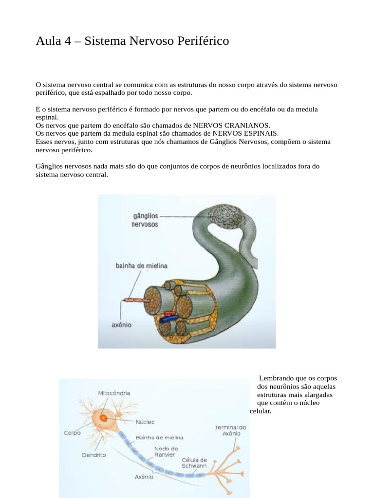 Aula 4 - Sistema Nervoso Periférico | PDF | Nervo | Medula espinhal