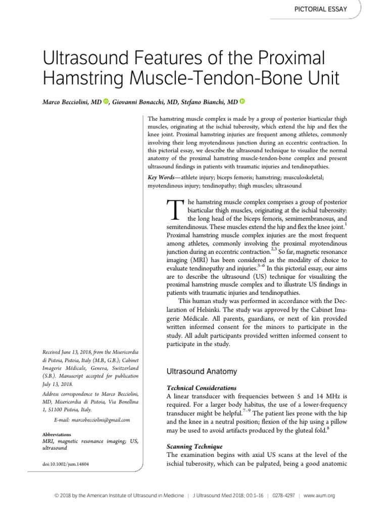 Ultrasound Features of The Proximal Hamstring Muscle-Tendon-Bone Unit ...
