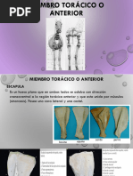 Anatomía del Húmero, Radio y Cúbito | PDF | Codo | Términos anatómicos ...