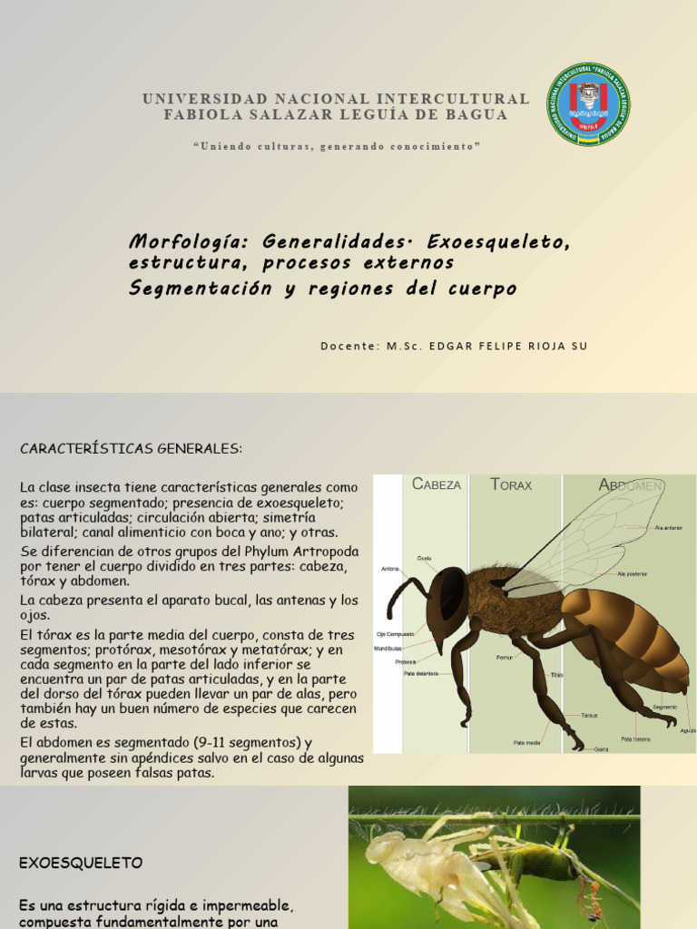 Clase 02 - Morfologia Externa | PDF | Insectos | Hexapoda