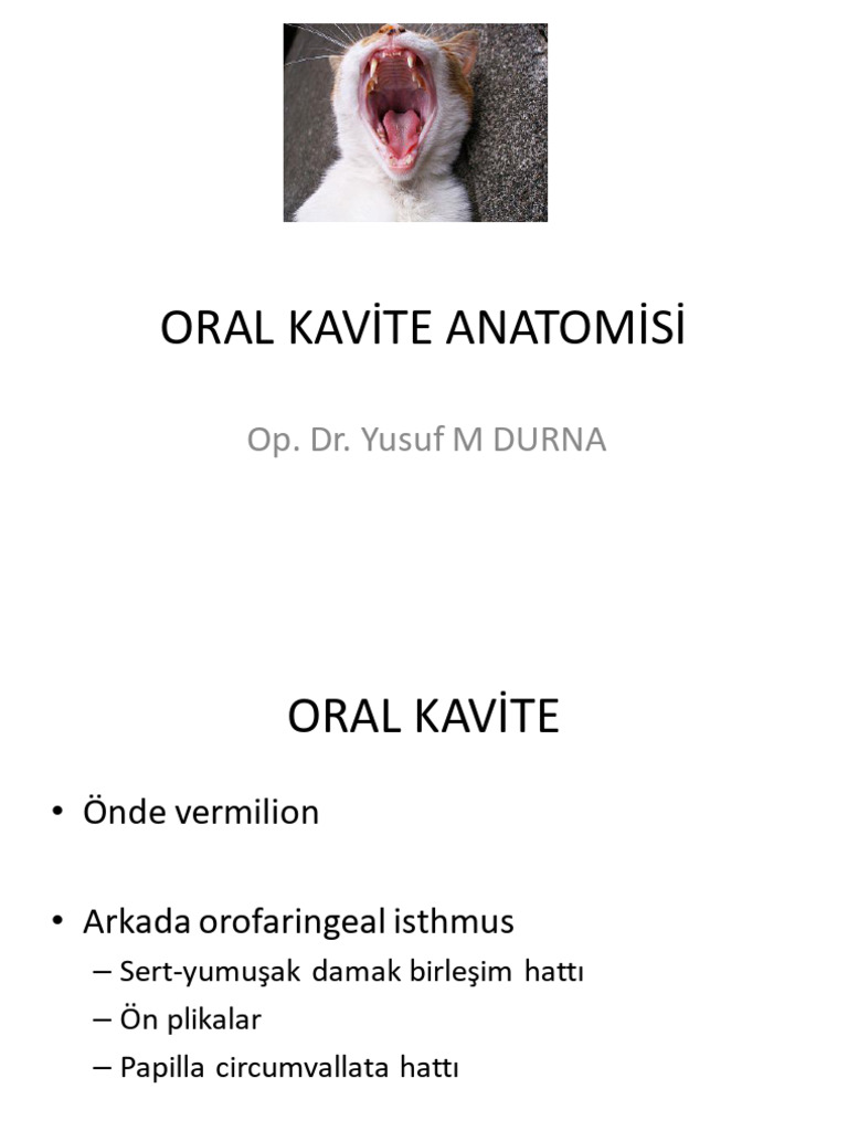 Ders4 Oral Kavite Anatomisi | PDF