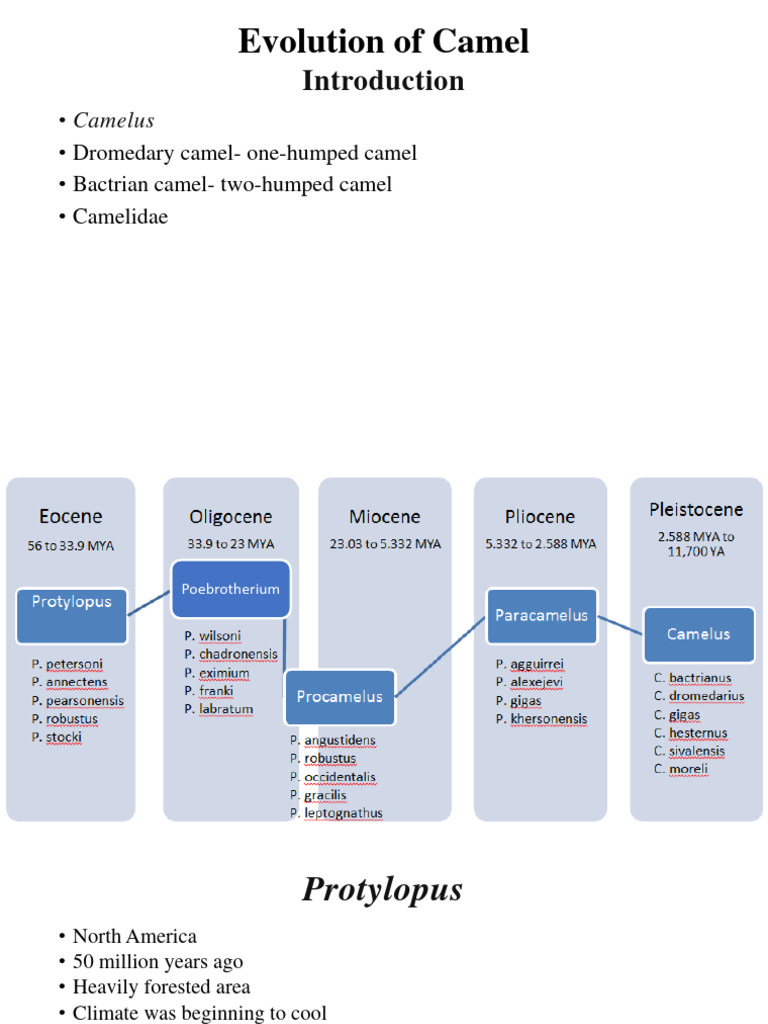 Evolution of Camel | PDF