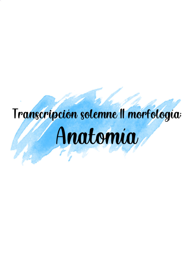 Anatomia Ii Descargar Gratis Pdf Aorta Corazón