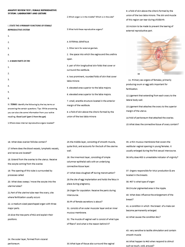 Anaphy Reproductive System Reviewer | PDF | Menstrual Cycle | Medical ...