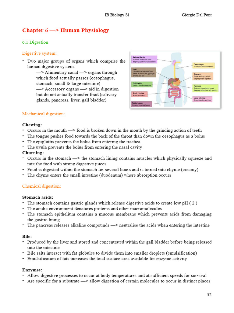 Chapter 6 Compressed | PDF | Heart | Action Potential